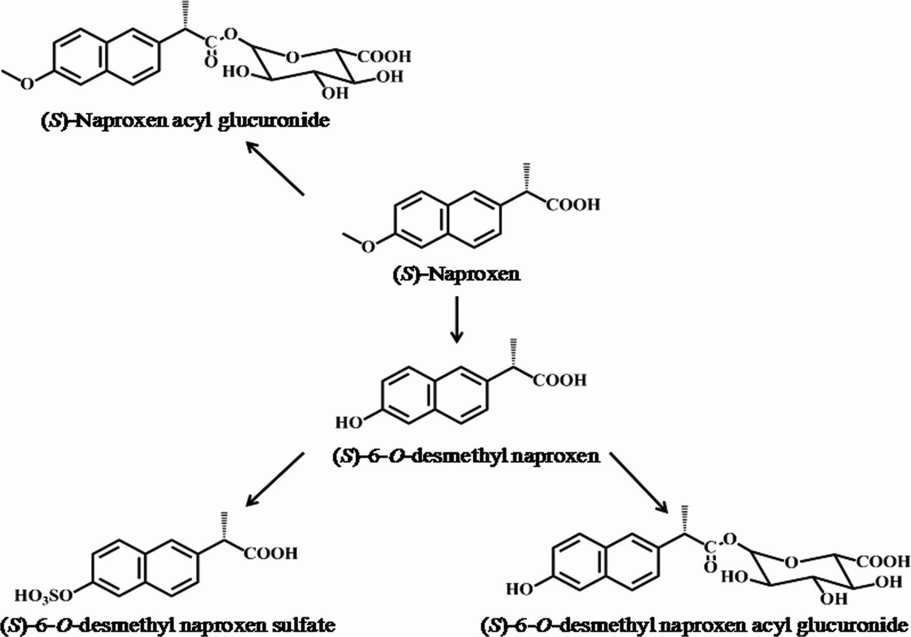 Where is Ibuprofen Metabolised: A Comprehensive Overview