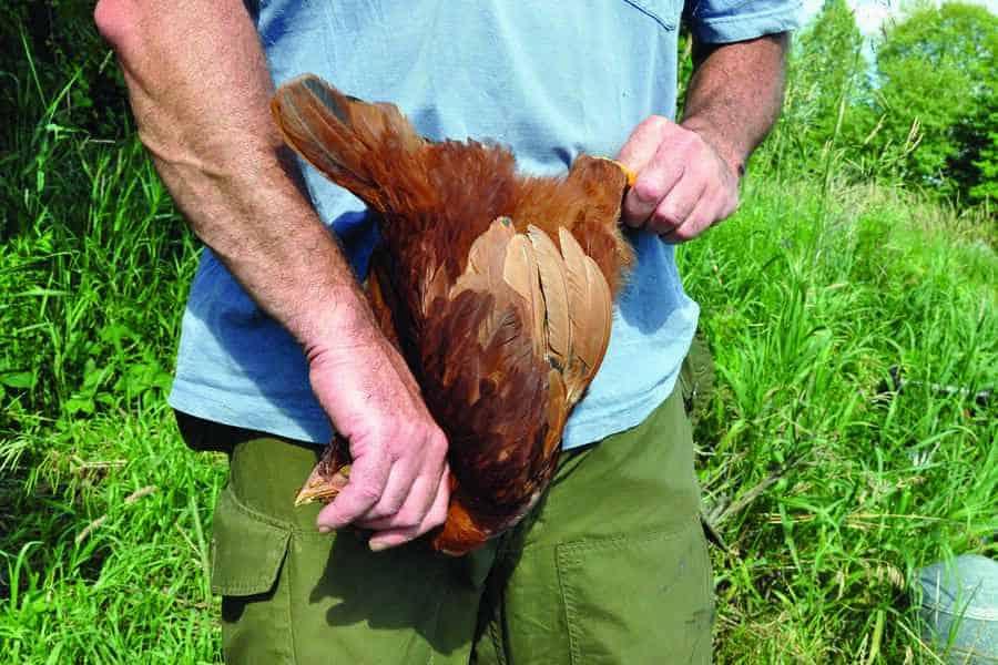 How to Euthanize a Chicken with Benadryl: A Comprehensive Guide