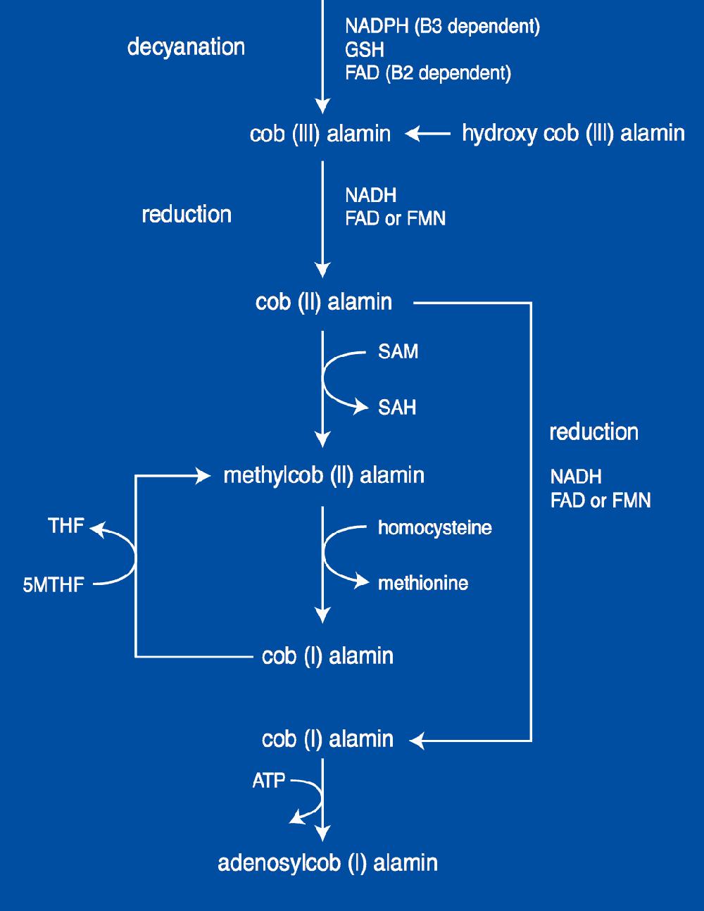 Understanding the Difference Between B12 Methylcobalamin and Cyanocobalamin