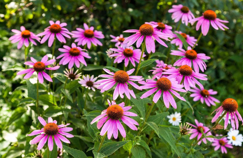 What Do Echinacea Sprouts Look Like